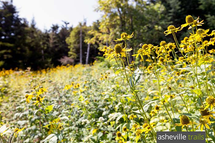 Mount Mitchell: hiking the Old Mitchell Trail and Comissary Trail Loop