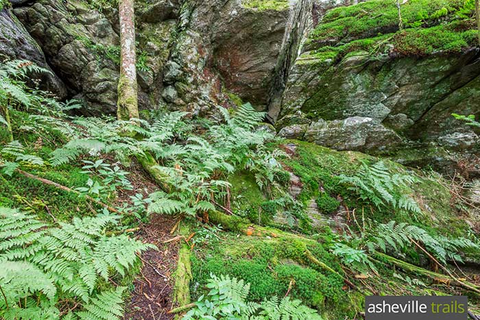 Roan High Knob: Appalachian Trail from Carvers Gap