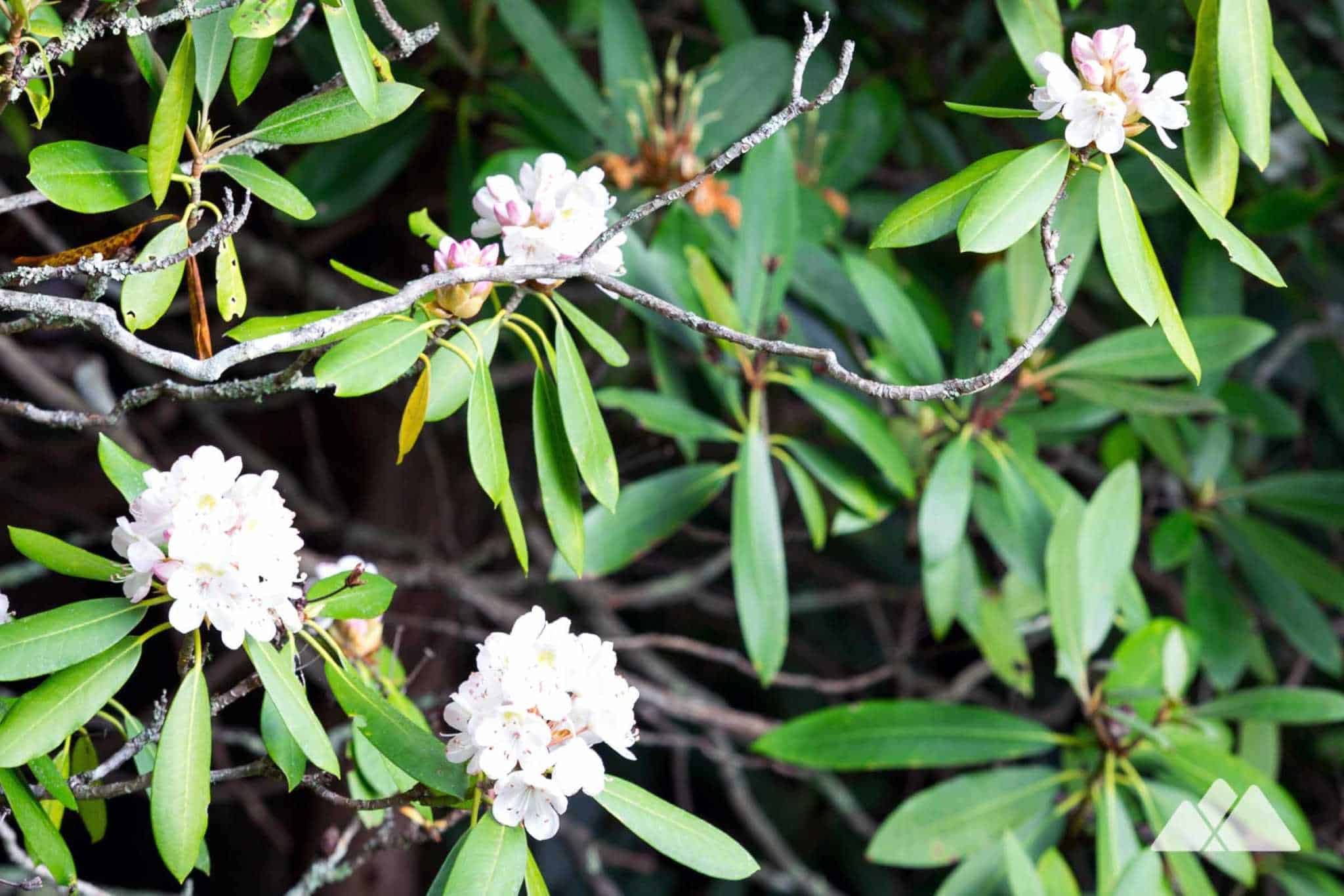 Bearwallow Falls Trail at Gorges State Park