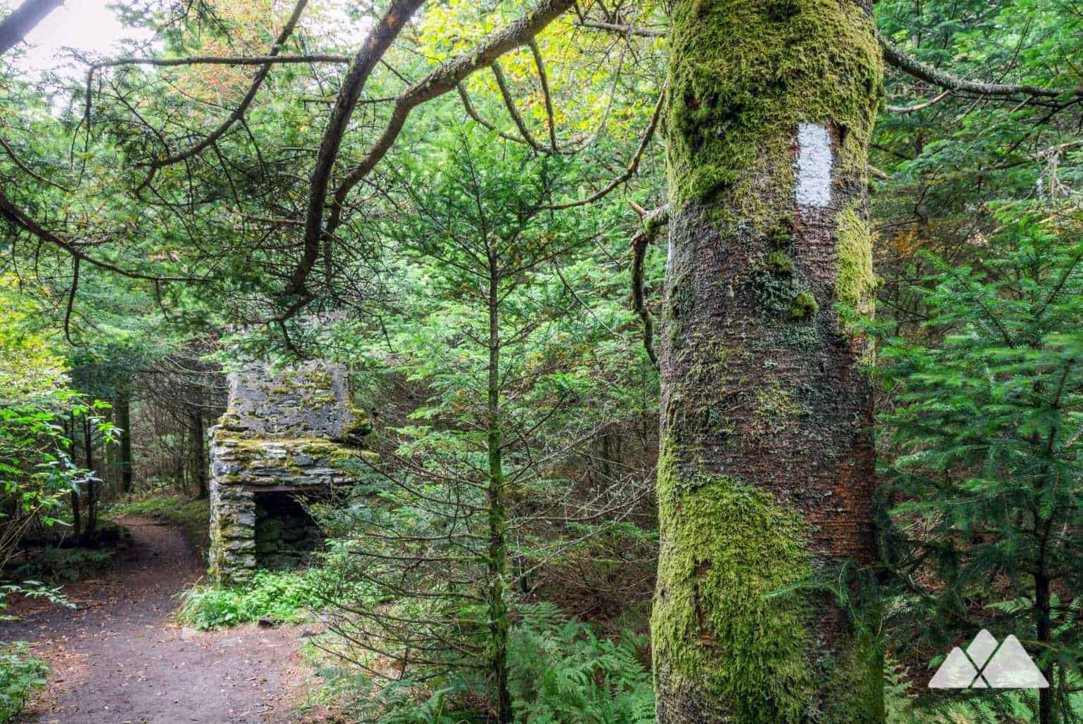 Roan High Knob: Appalachian Trail from Carvers Gap