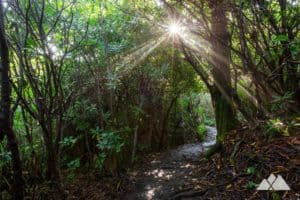 Graveyard Fields Loop Trail - Asheville Trails