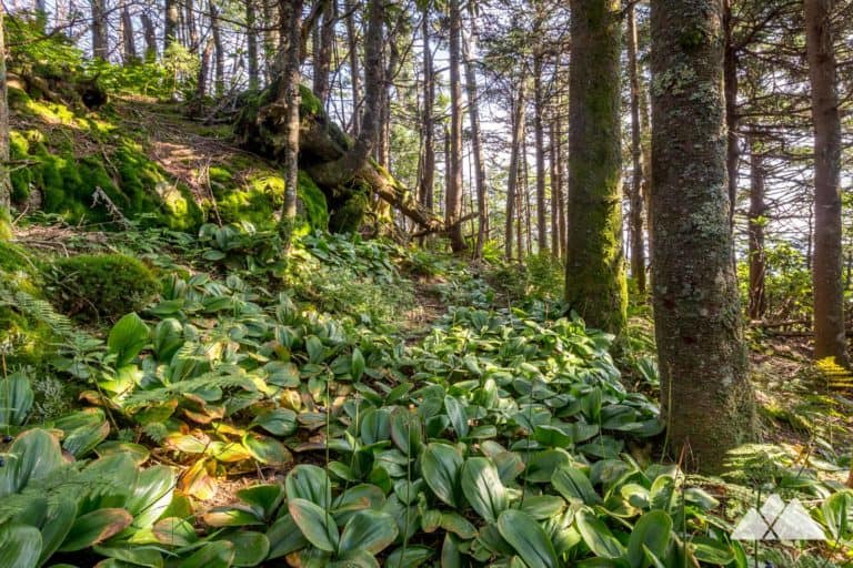 Mount Mitchell: hiking the Deep Gap Trail to Mount Craig