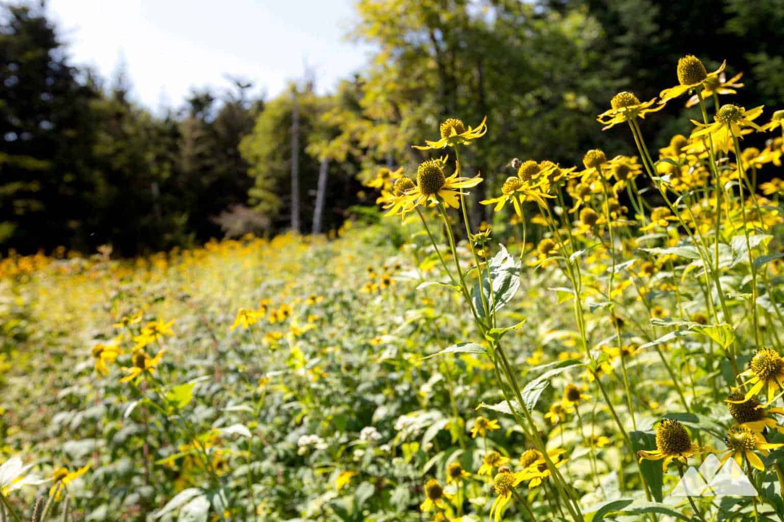 Old Mitchell Trail & Mount Mitchell High Loop - Asheville Trails