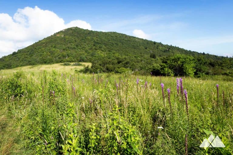 Sam Knob - Asheville Trails